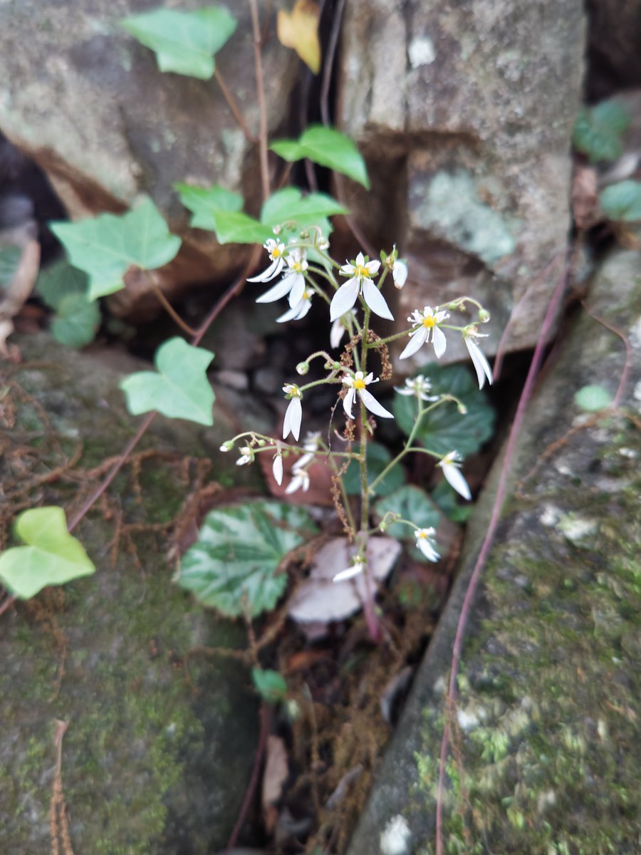 座間谷戸山公園日々 On Twitter ユキノシタが咲き始めています。5枚の花弁をよーく見ると上3枚の小さな花弁には濃い紅色のはん紋がありました。ルーペでゆっくり観察をするのはいかが