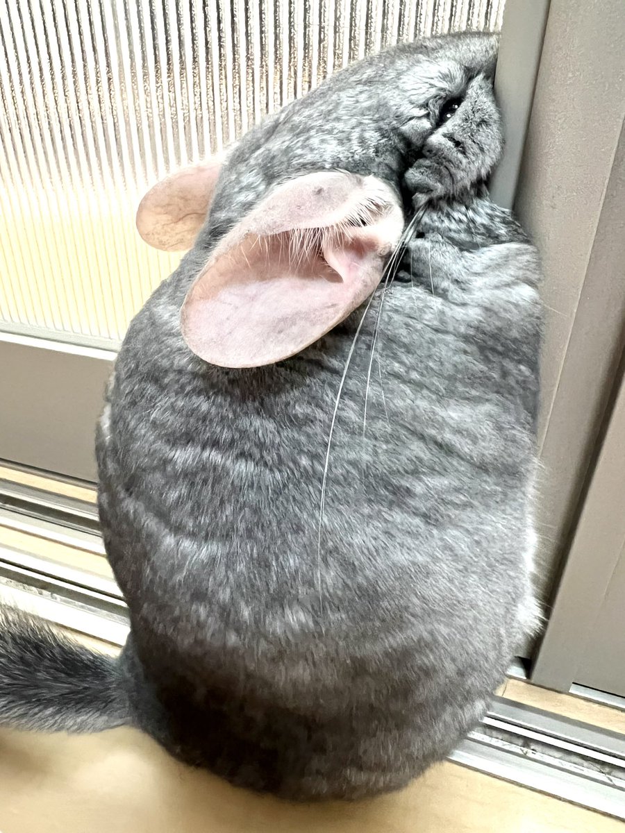 リ カ チ ャ ン × レ タ ス On Twitter 今年も埋もレタスの季節がやってきたぞ〜〜〜‼︎オゥイエェェoソイヤッ└ O┐ズンドコ└o