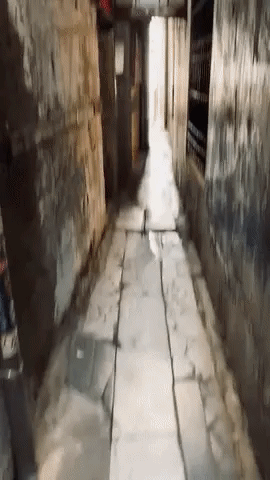 인스티즈 on Twitter: "일본에서 540만 조회수를 찍은 신기한 카페 .jpgif (링크에 더있어요👉) https://instiz.net/pt/7376977"