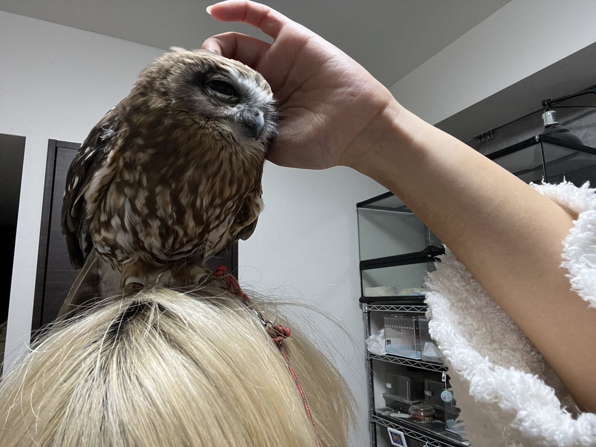楪ガレソ On Twitter Rt Alice12190216 ありすちゃんず わたしの頭は巣じゃないよー🦉