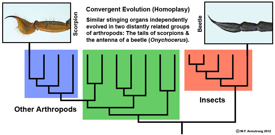 من ١٥٠ سنة مضت خرجت نظرية التطور لتغير بشكل جذري نظرتنا لأنفسنا و لموقعنا في الكون، و من ساعتها ...