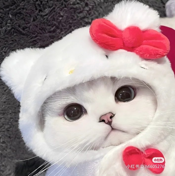 Real Hello Kitty Cat