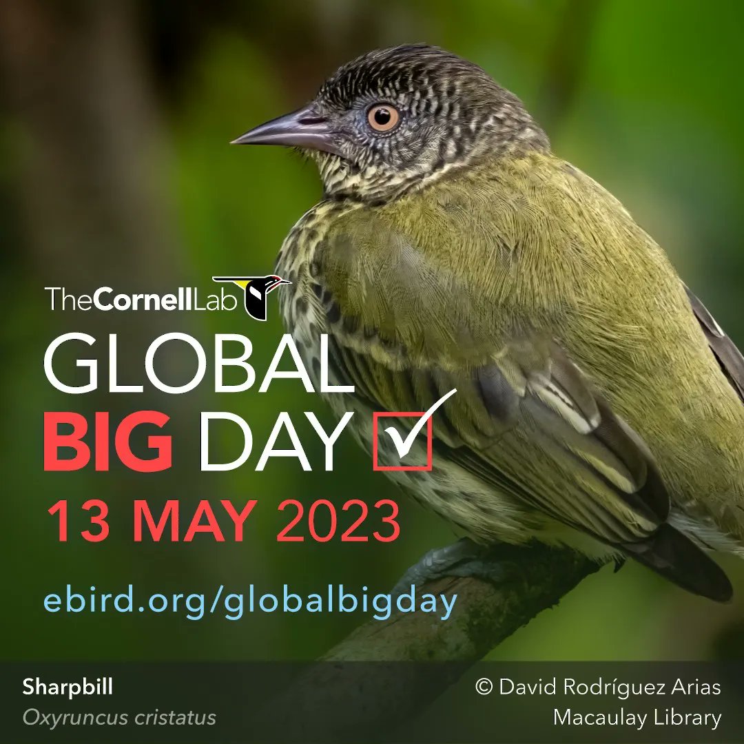 Ebird On Twitter The Biggest Day In Birding Is Just Around The
