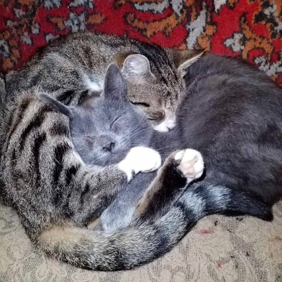 Кот Шурик из Беловежской пущи и его большая семья On Twitter