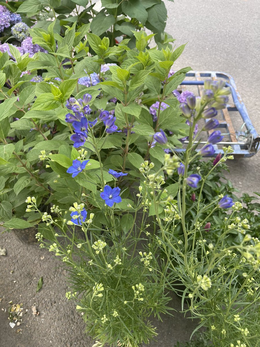 Luna on Twitter: "谁能抗拒的了无尽夏的美？ 实在是毫无抵抗力！ 和邻居姐姐一起又败了一堆 这个夏天浇水要累疯的节奏 😅😅😅"