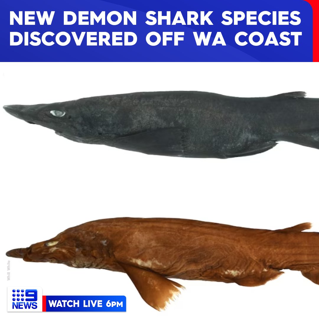 Devil Shark Discovered