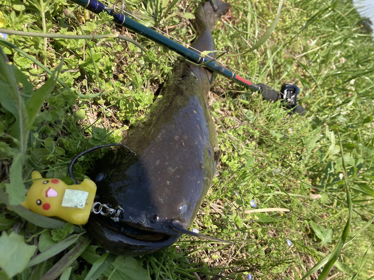 maayan on Twitter: "しごおわデイナマはロクマル3連続キャッチでフィニッシュ！ 折れてしまった耳を修理したピカチュウで久しぶりに釣りました😄 いるべき場所にナマズがいる ...