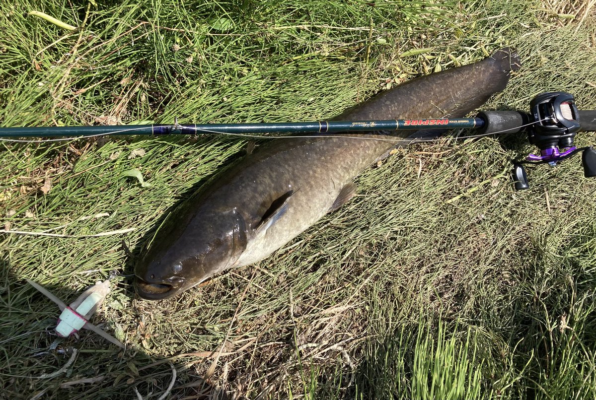 maayan on Twitter: "しごおわデイナマはロクマル3連続キャッチでフィニッシュ！ 折れてしまった耳を修理したピカチュウで久しぶりに釣りました😄 いるべき場所にナマズがいる ...