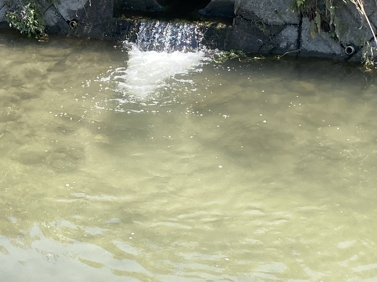 maayan on Twitter: "しごおわデイナマはロクマル3連続キャッチでフィニッシュ！ 折れてしまった耳を修理したピカチュウで久しぶりに釣りました😄 いるべき場所にナマズがいる ...