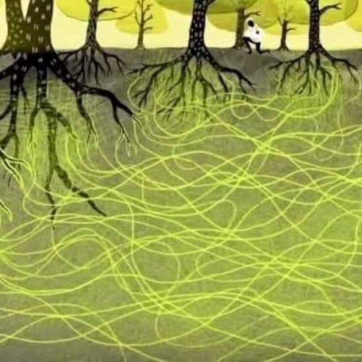 Do you know what mycelium is? Whoever produced Avatar knew that 🌳 ...