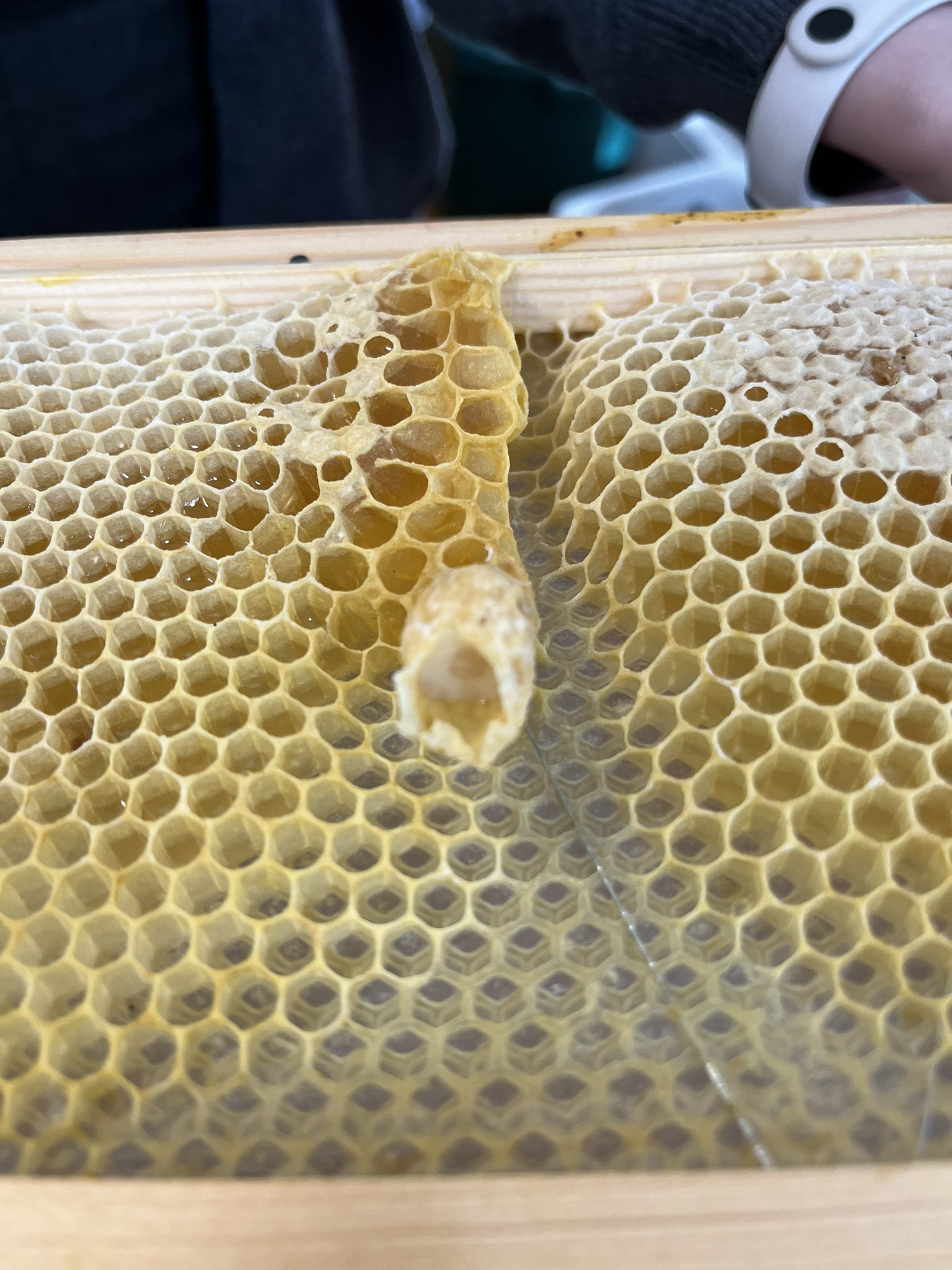 A Typical Nursery Day - Whyteleafe School