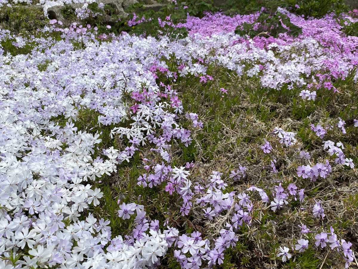 元・♡ホルスタイン♡さらにしぼろう┏┳甘モー♡ On Twitter 芝桜、綺麗だなぁ