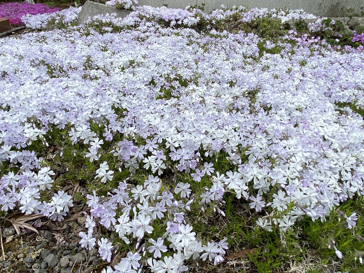 元・♡ホルスタイン♡さらにしぼろう┏┳甘モー♡ On Twitter 芝桜、綺麗だなぁ