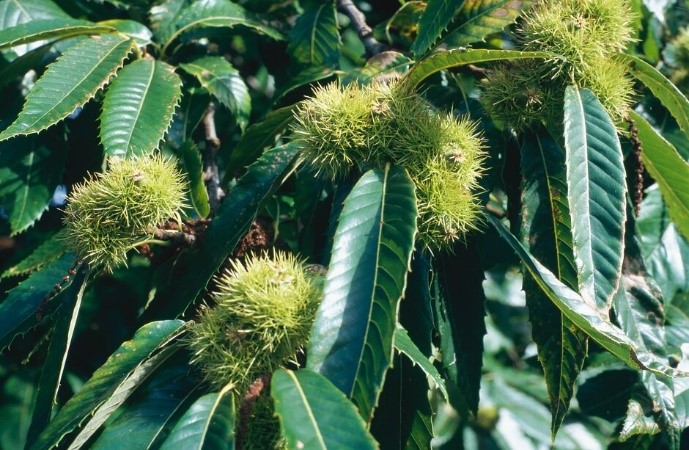 Forest Research on Twitter: "It’s #PlantHealthWeek Find a local sweet chestnut tree and report ...