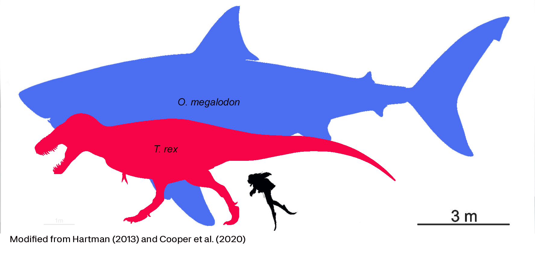 Megalodon Vs Spinosaurus