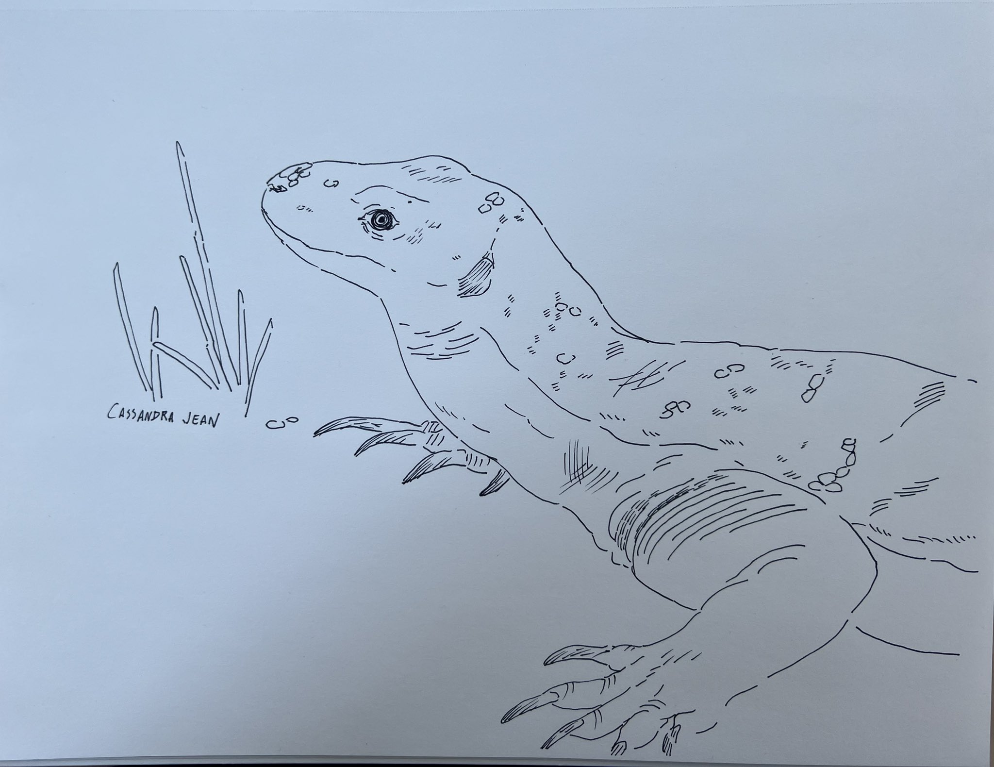 Komodo Dragon Coloring How To Draw A Komodo Dragon Easy Drawing Art