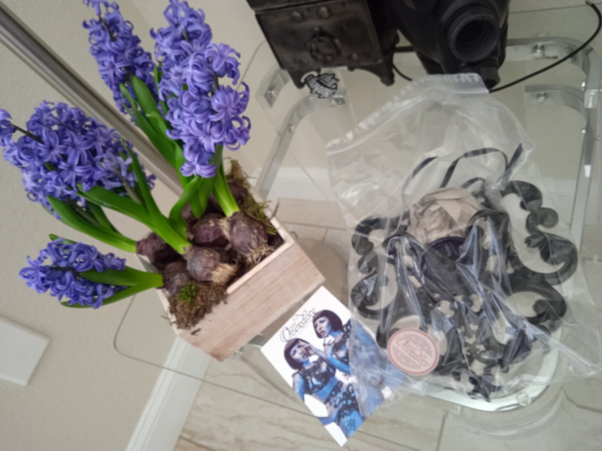 Mistress Susi On Twitter What A Great Surprise When Returning From A Long Trip A Spring Flower