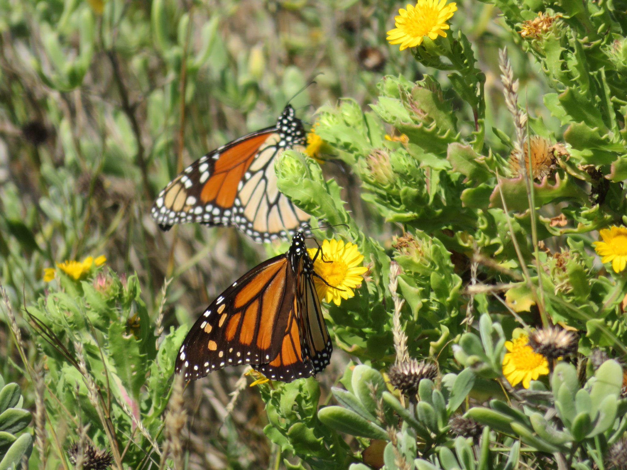 TxDOT on Twitter: "The monarch butterfly—the official insect of Texas ...