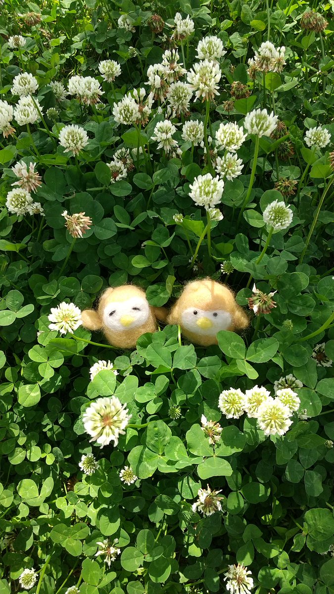 Secret Husband On Twitter Rt Misonolamp にんしんsos高知みそのらんぷは、思いがけない妊娠で