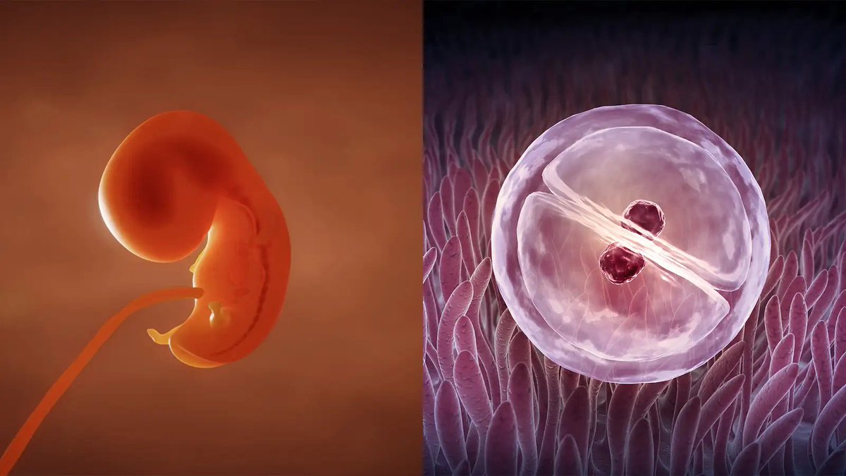 The Onion on Twitter: "A: Embryo is a boy’s name, and Zygote is a girl’s. https://bit.ly/3MgILJ2"