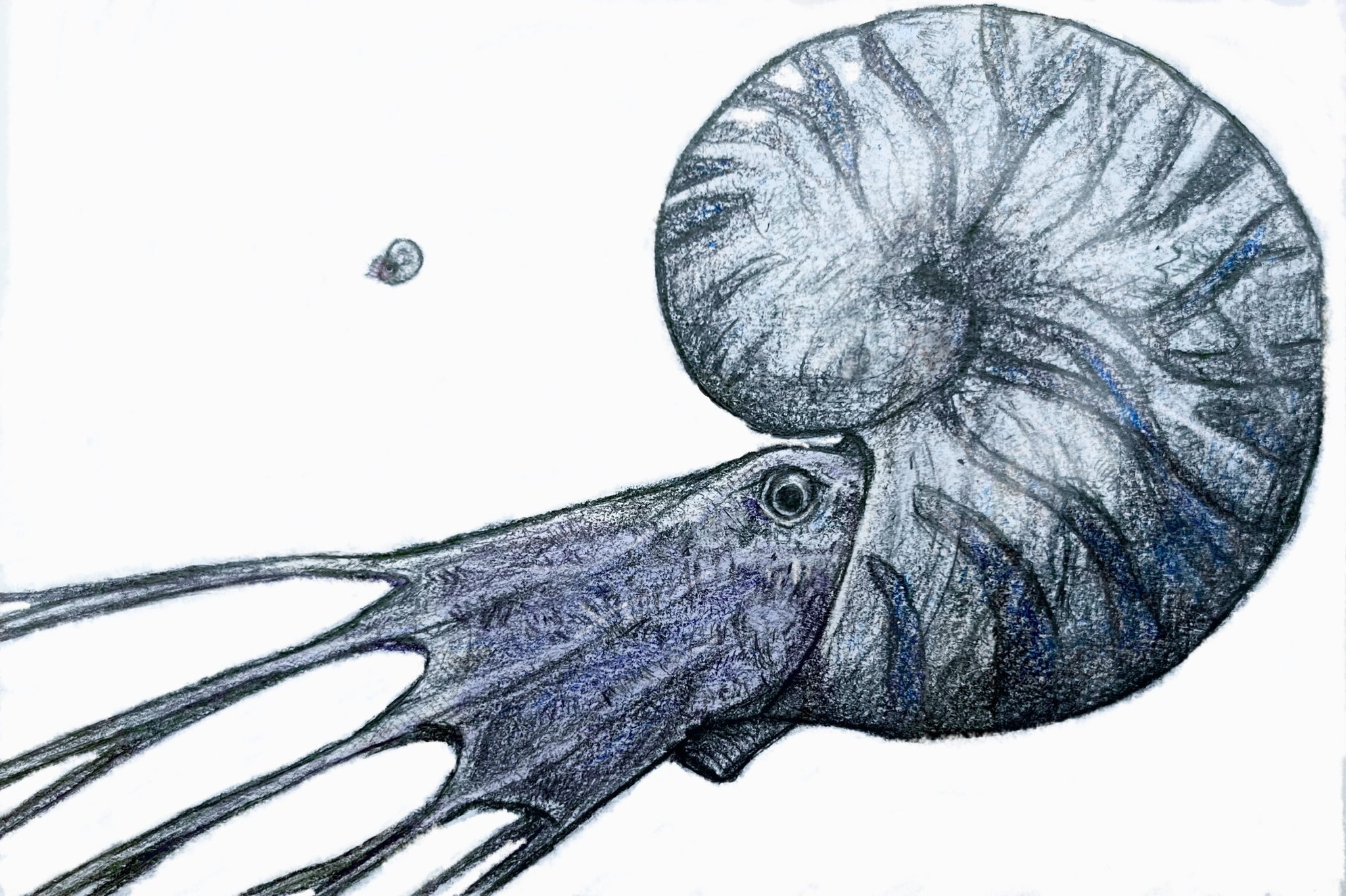 Ammonite Drawing