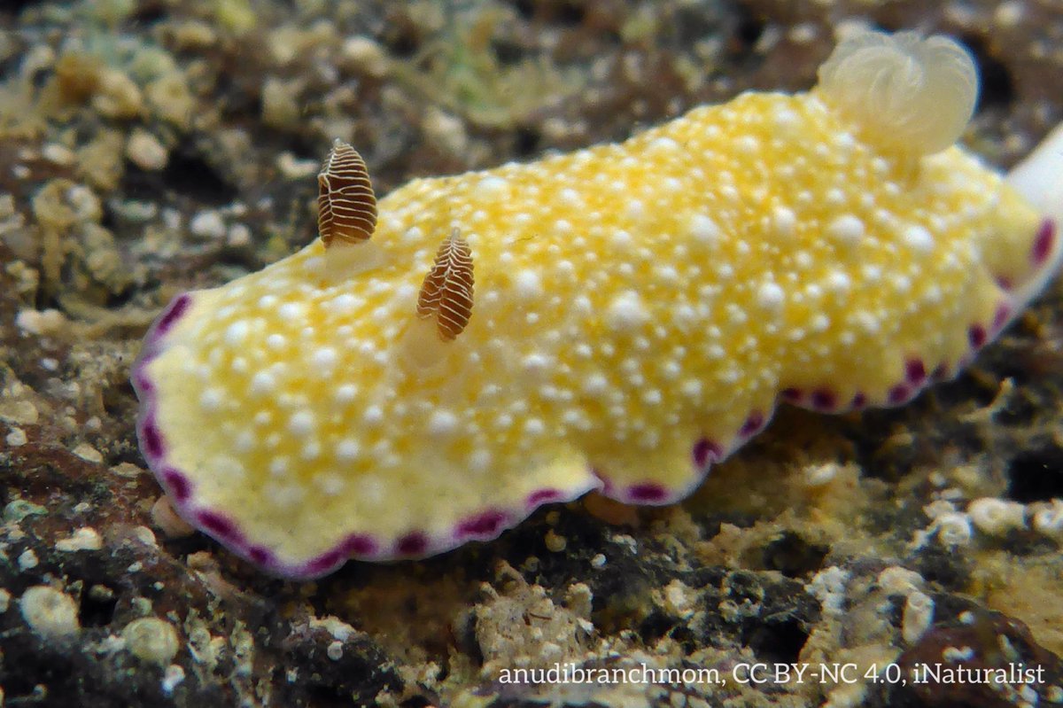 Yellow Sea Slug