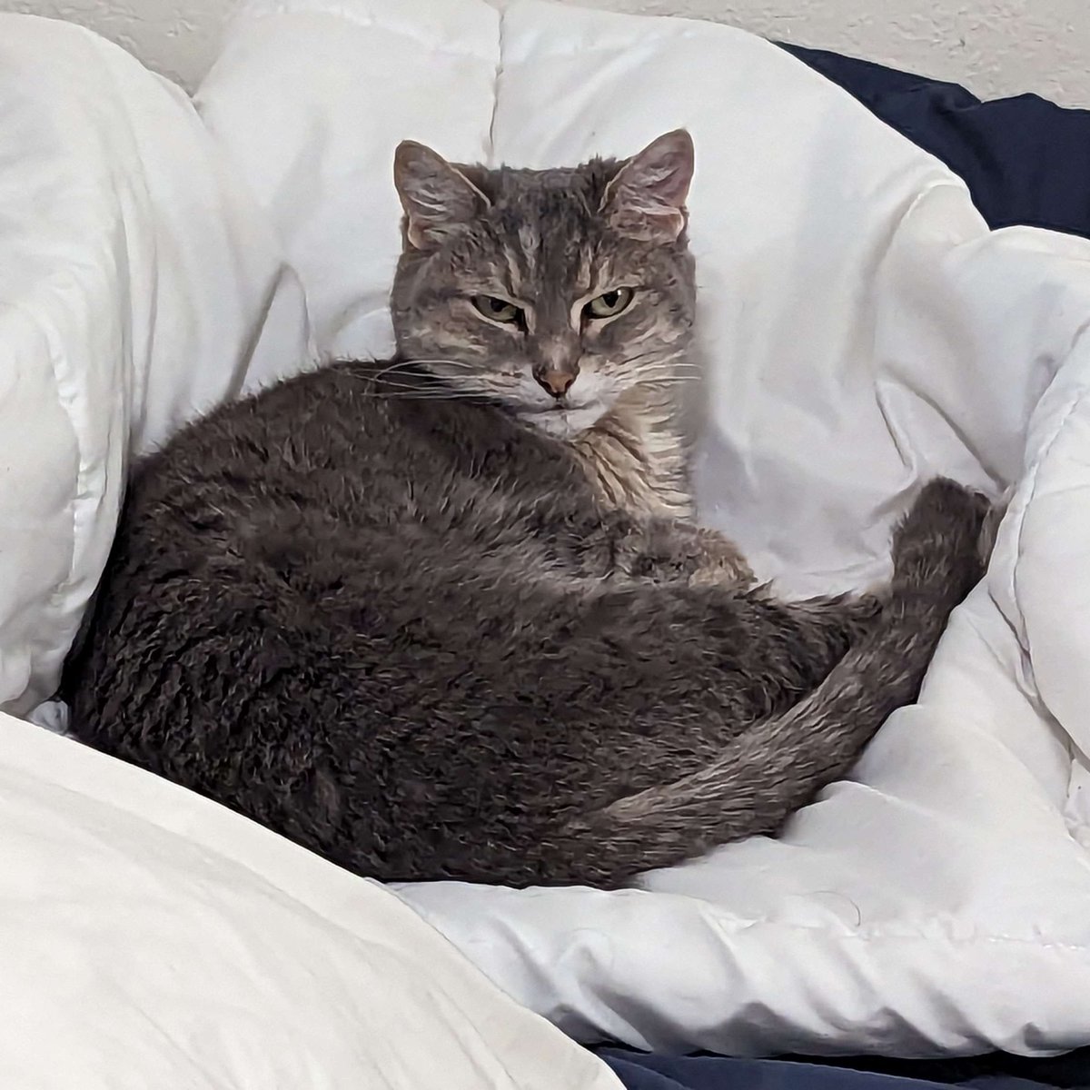 Trav Guy on Twitter: "Resting Bitch Face? Nah, my cat has Resting Asshole Face."