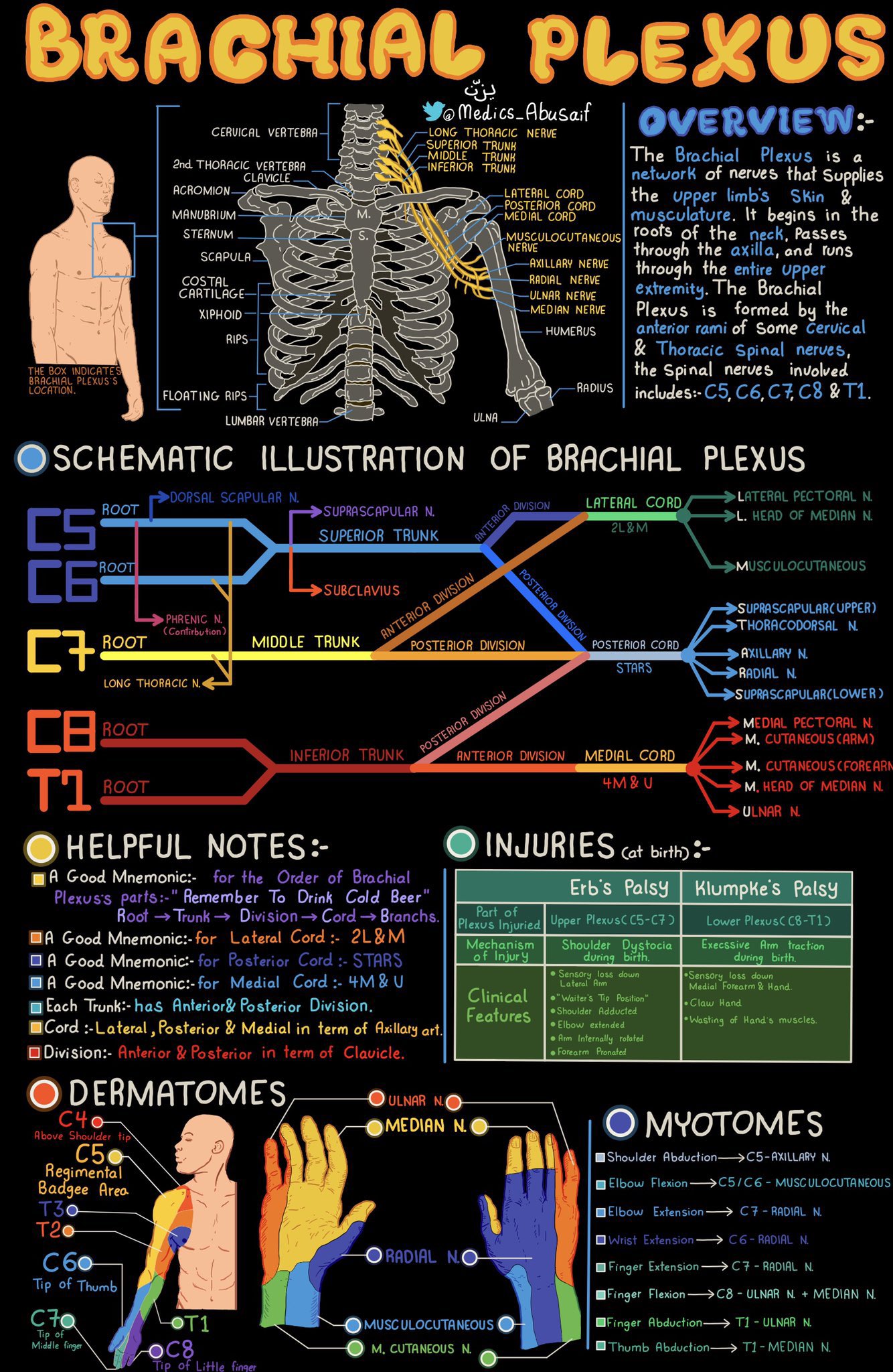 Mnemonics For Brachial Plexus Brachial Plexus Mnemonic