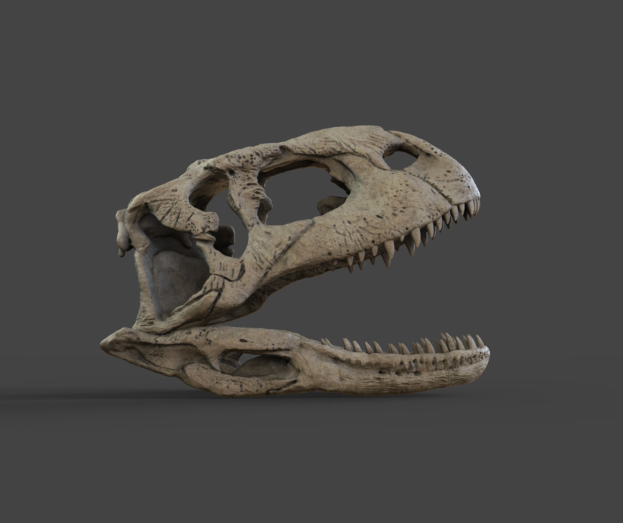 Rajasaurus Skeleton