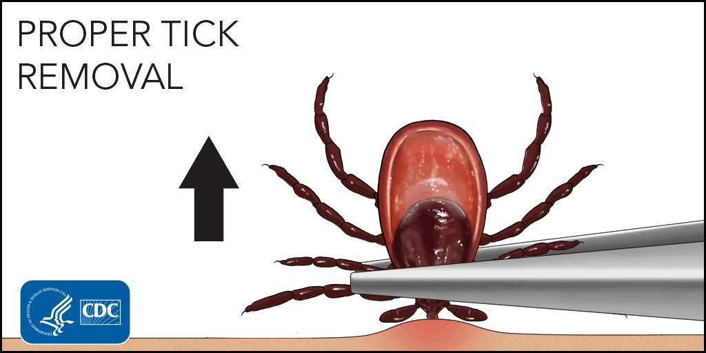 CDC on Twitter: "Found an attached tick? CDC’s Tick Bite Bot tool can assist with steps to take ...