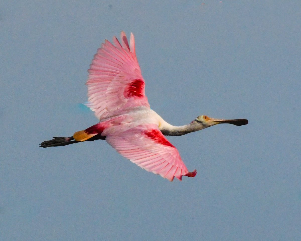 かるみん on Twitter: "RT @give_henry: Roseate Spoonbill"