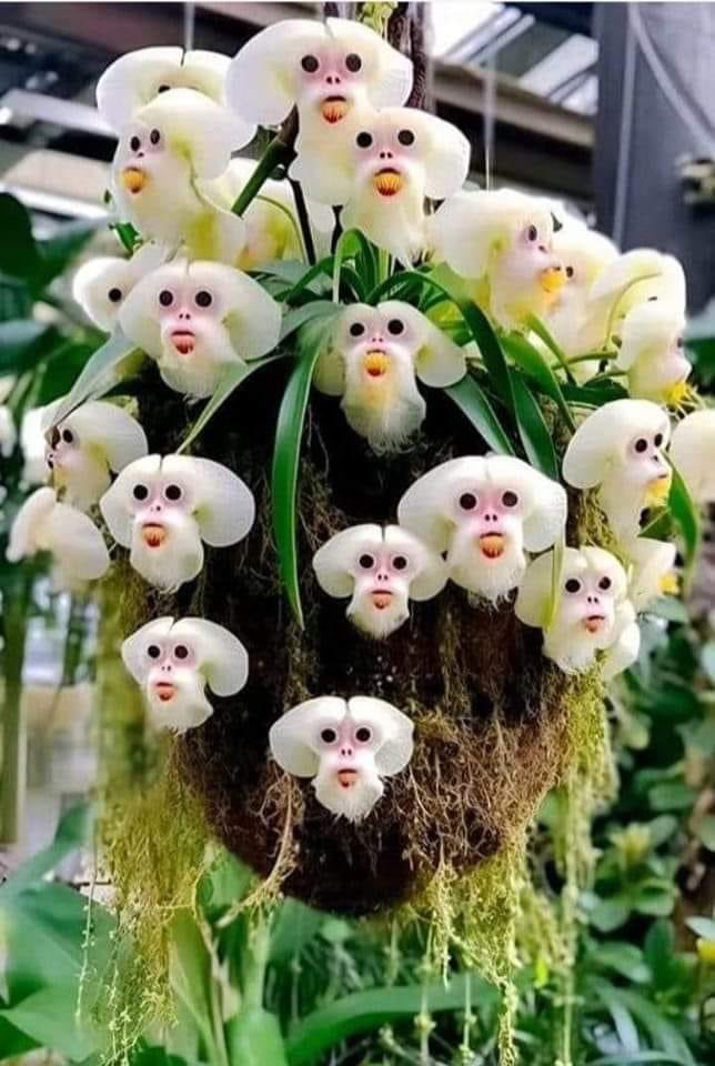 Grinning Monkey Orchids Snopes