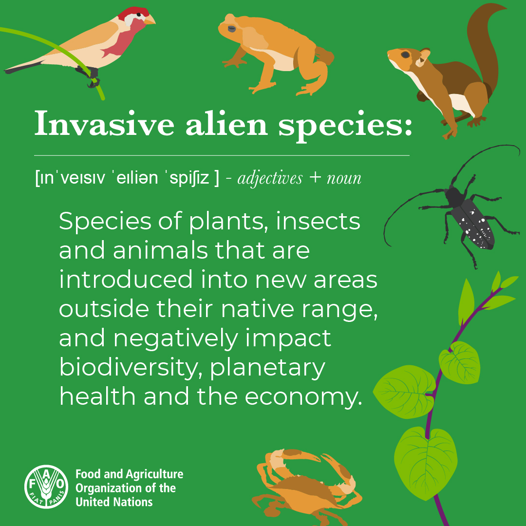 Insect Alien Species