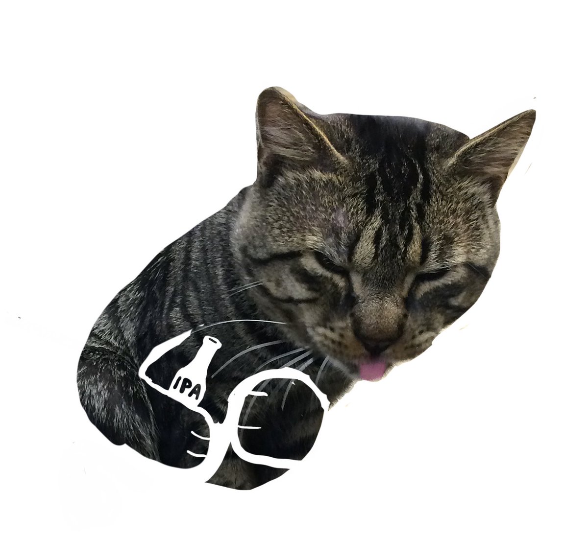 Funny Cat Facebook Cover