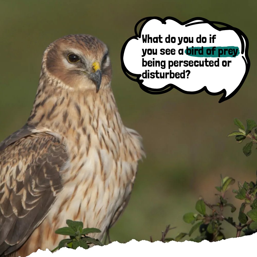 Law Hawk Memes Hawk Memecoin: Hailey Welch's HAWK Memecoin Under