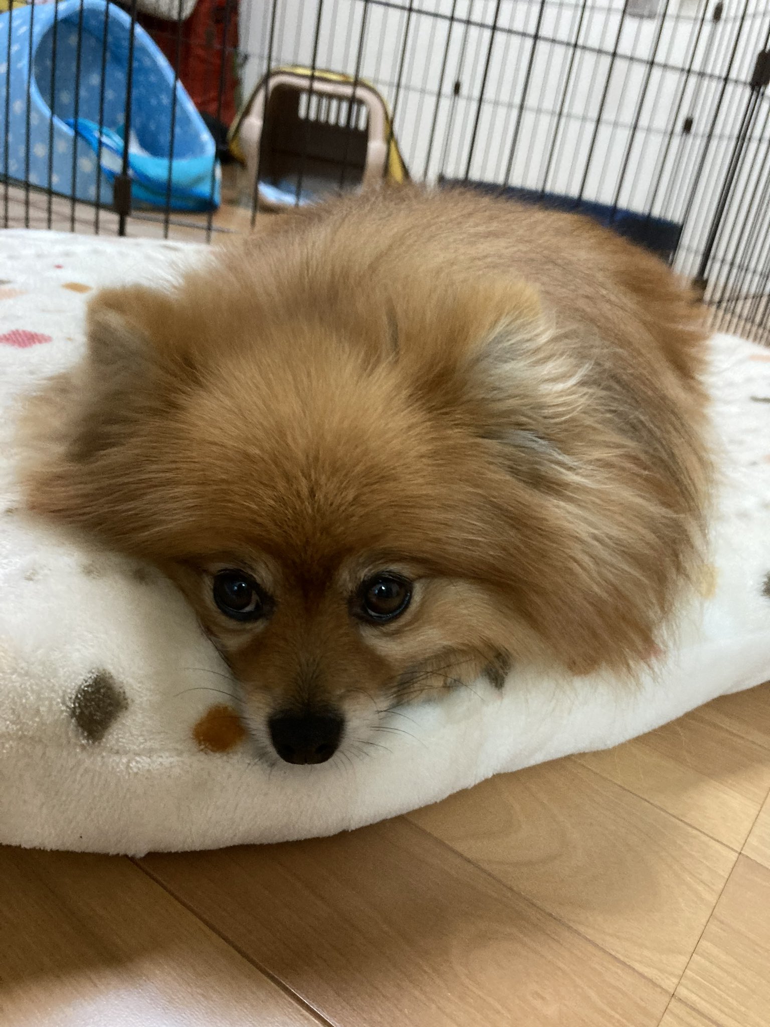 dam_ganjyu (@ganjyu2) / Twitter