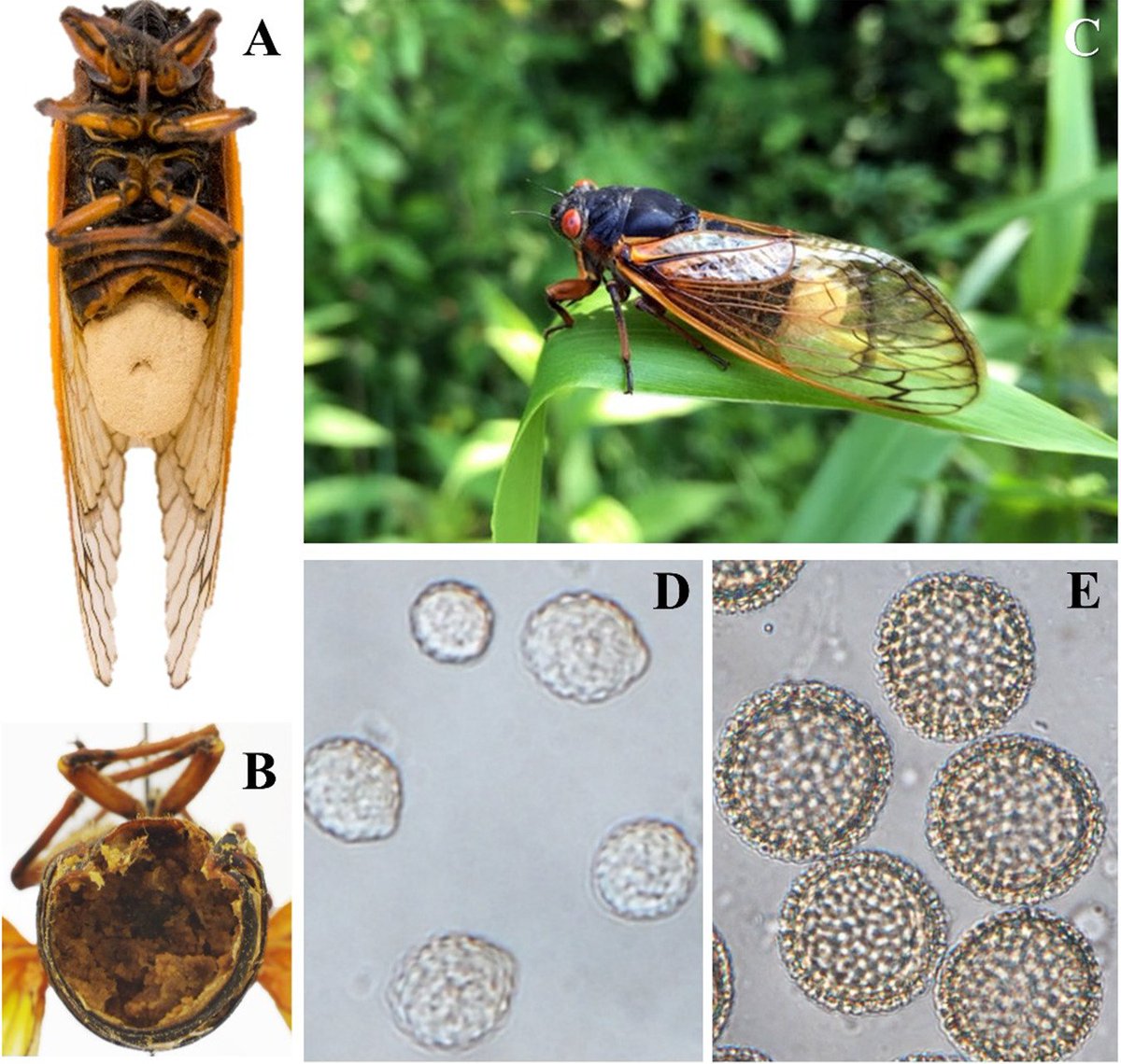 Thread by @ddziektarz on Thread Reader App – Thread Reader App