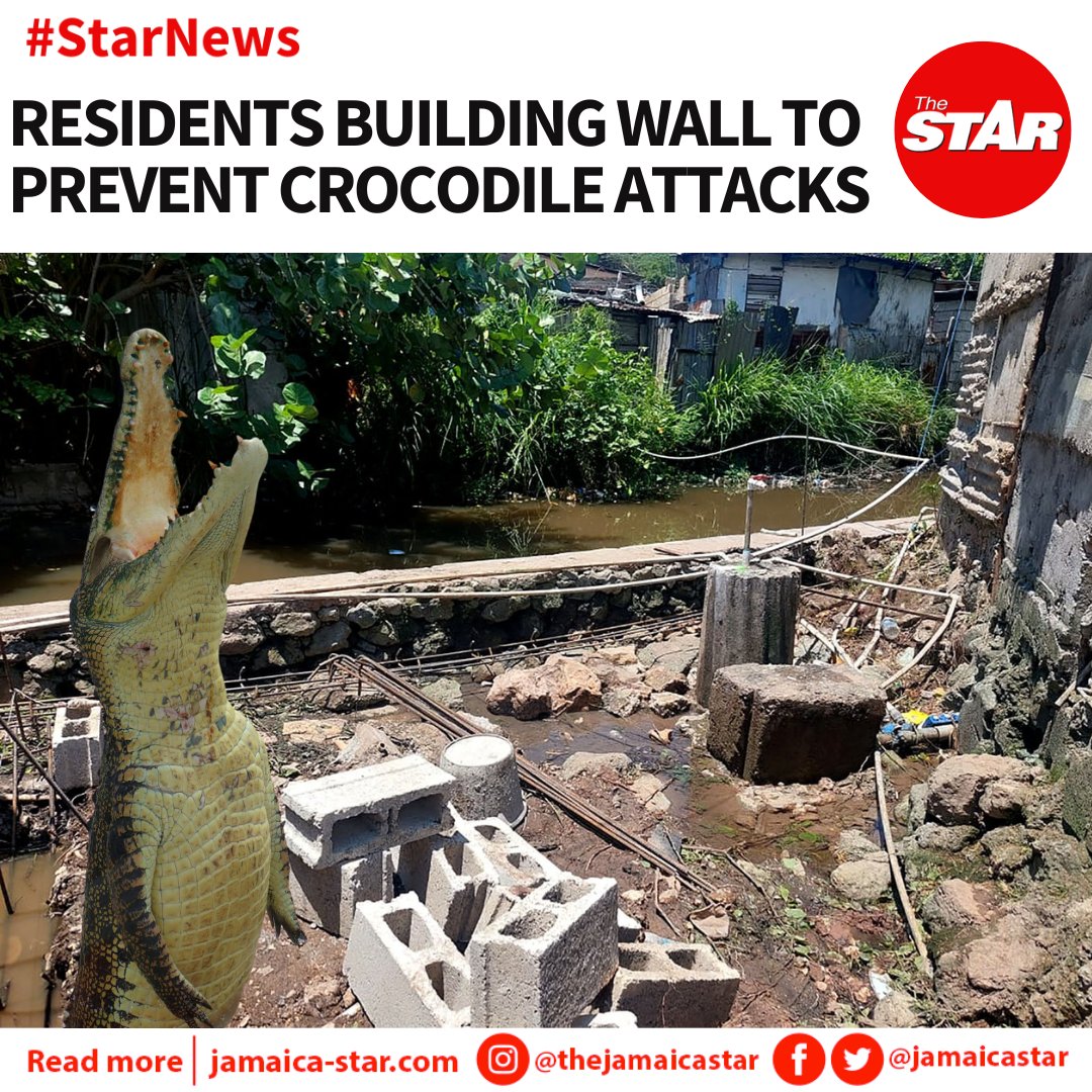 Jamaican Crocodile Attack