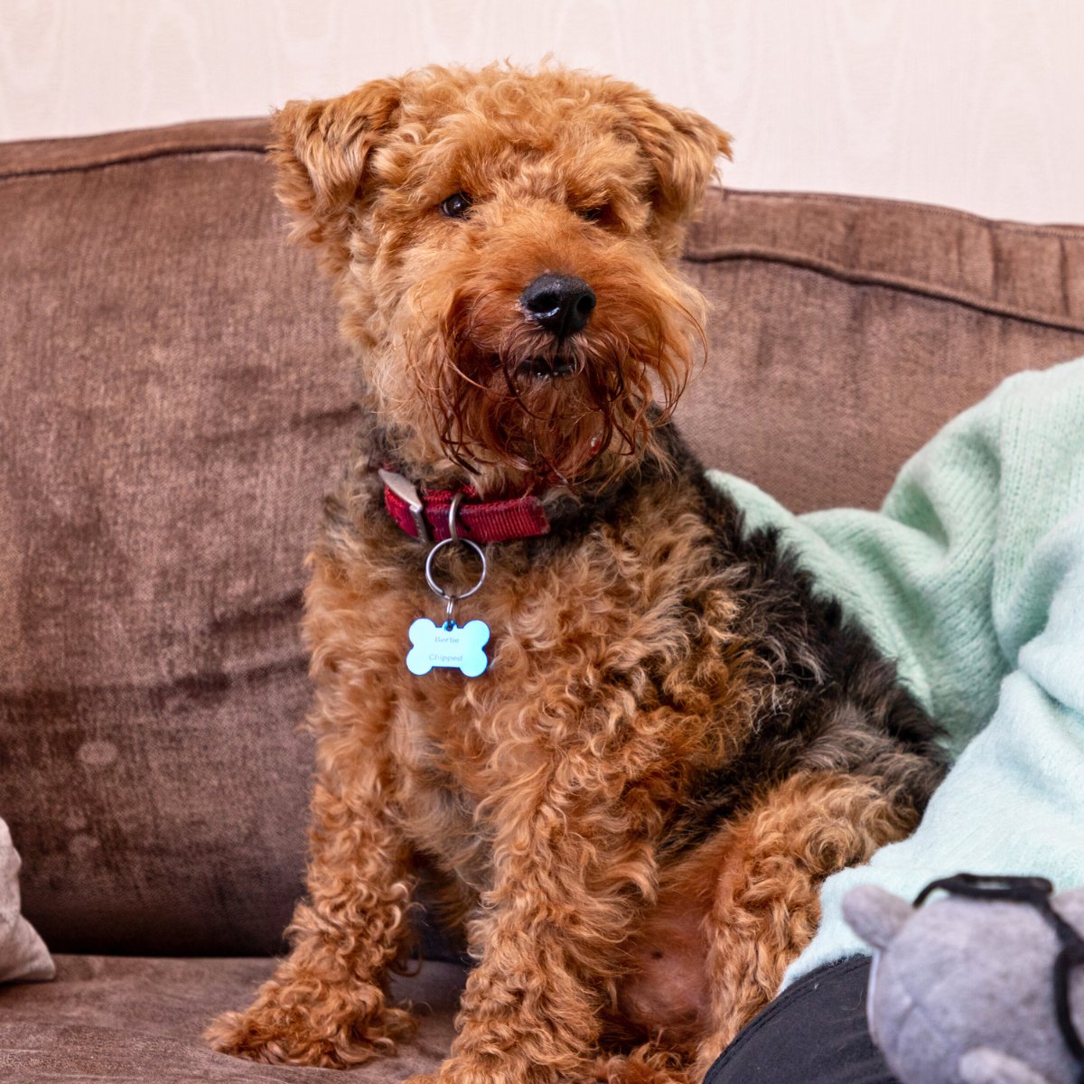 PDSA on Twitter: "The cost of Bertie's painkillers to ease his discomfort with his nose flare ...