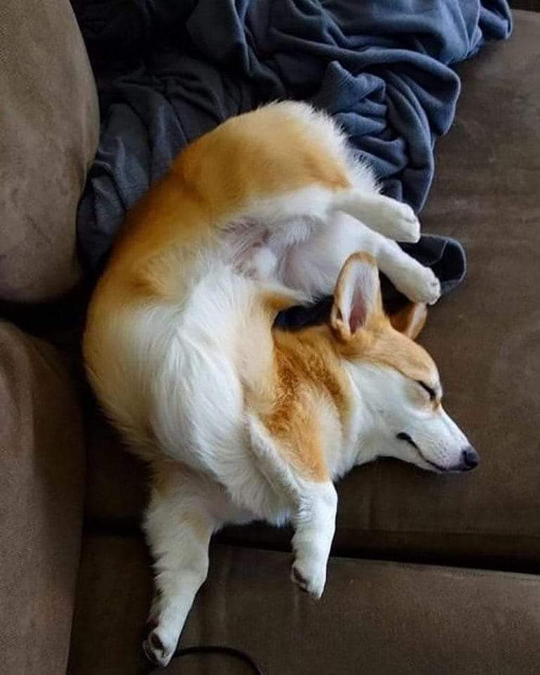 Corgi Sleeping On Back