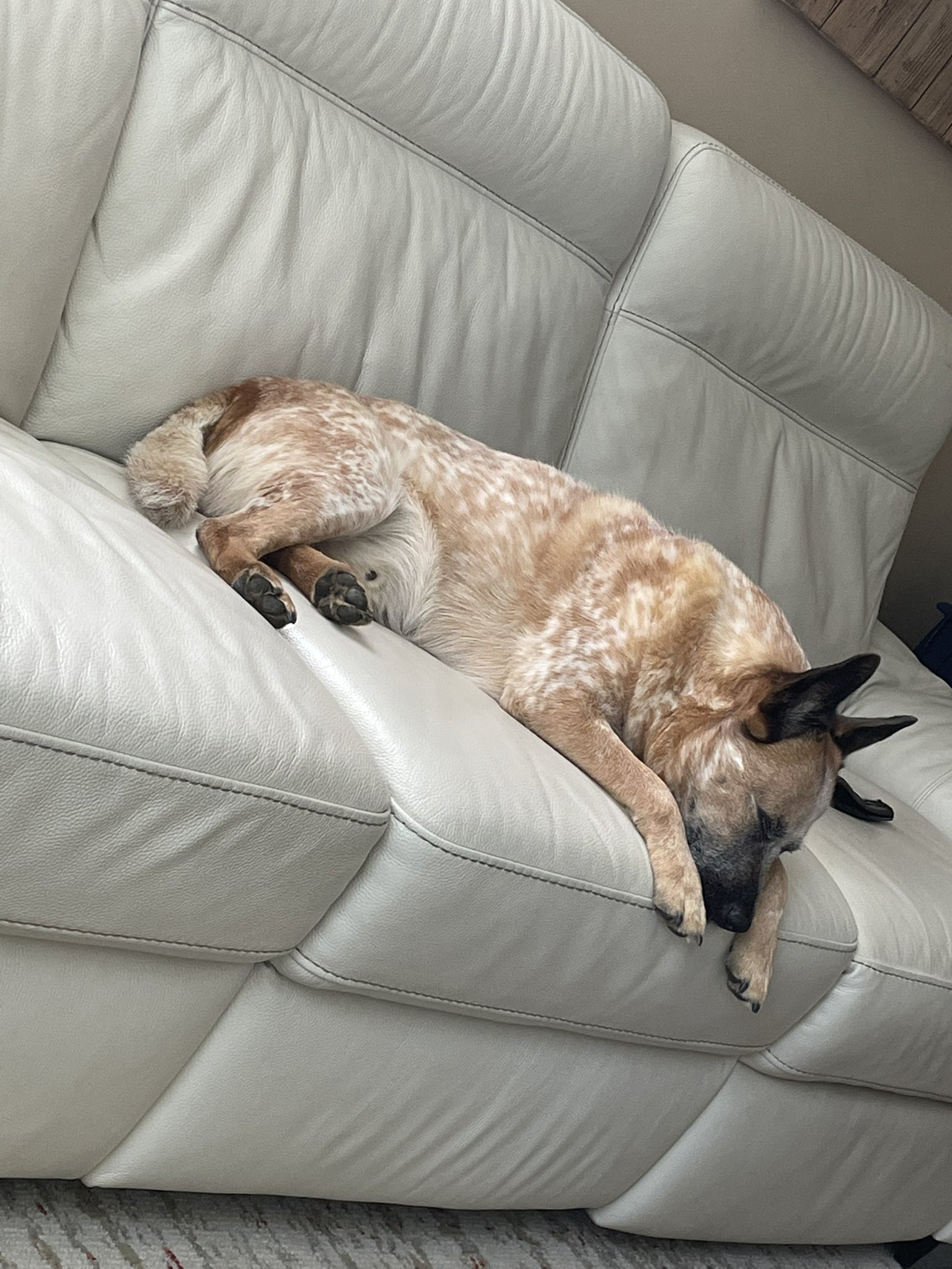 syd 🌸🍡 on Twitter: "speepy https://t.co/JVL3ENbLXU" / Twitter