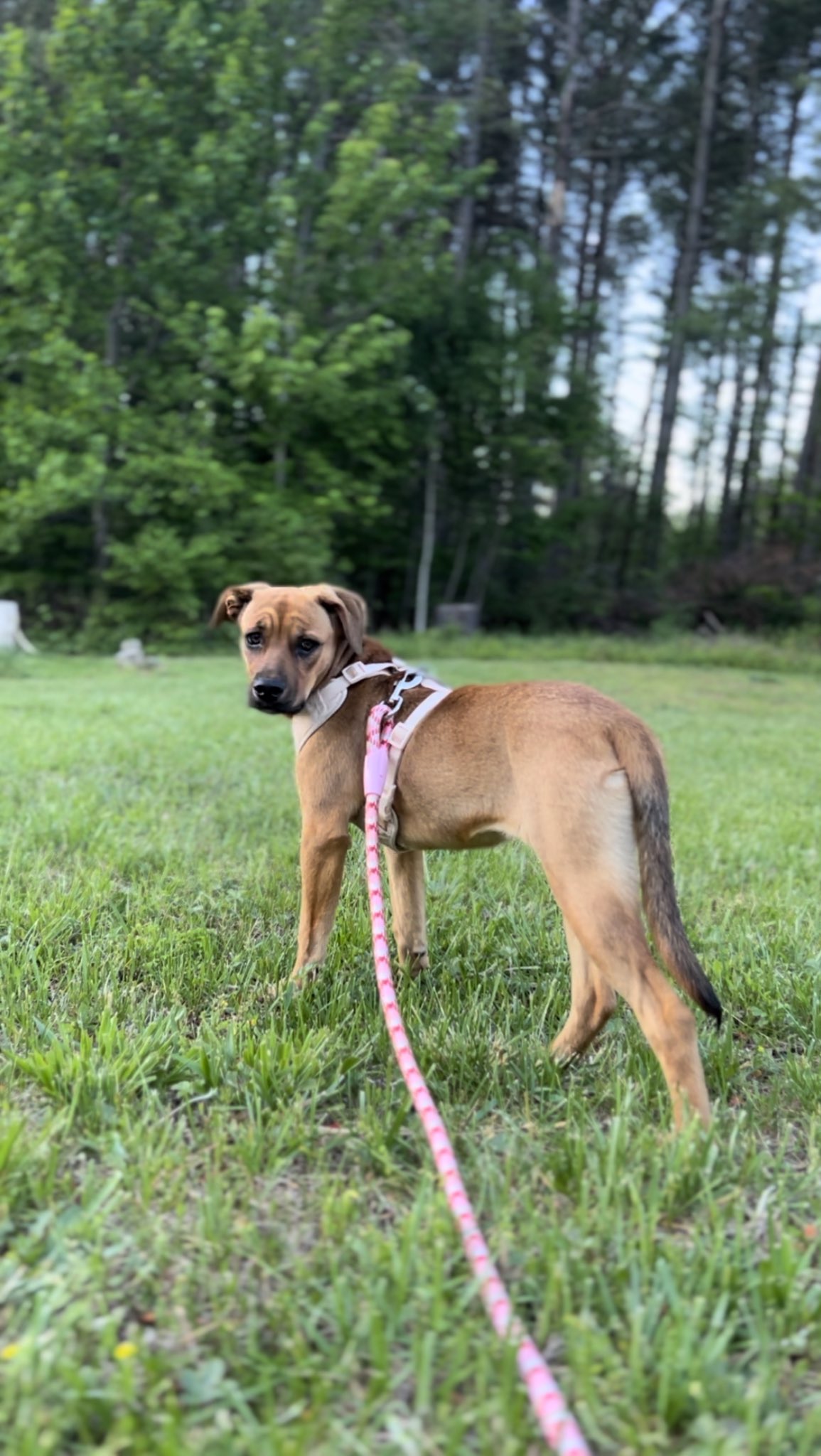 Belgian Malinois Rhodesian Ridgeback Mix