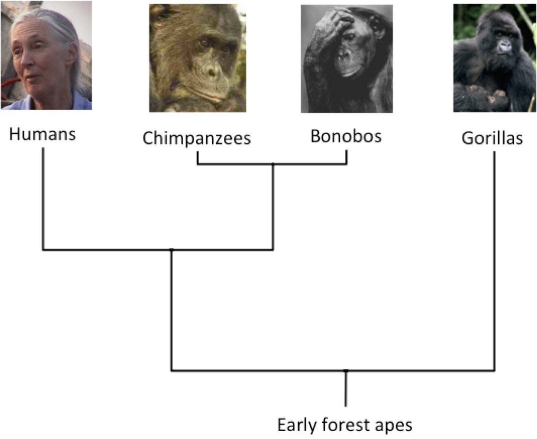 bonobos மற்றும் chimpanzees இரண்டுமே மனிதனுக்கு மிக நெருக்கமான genetic ...