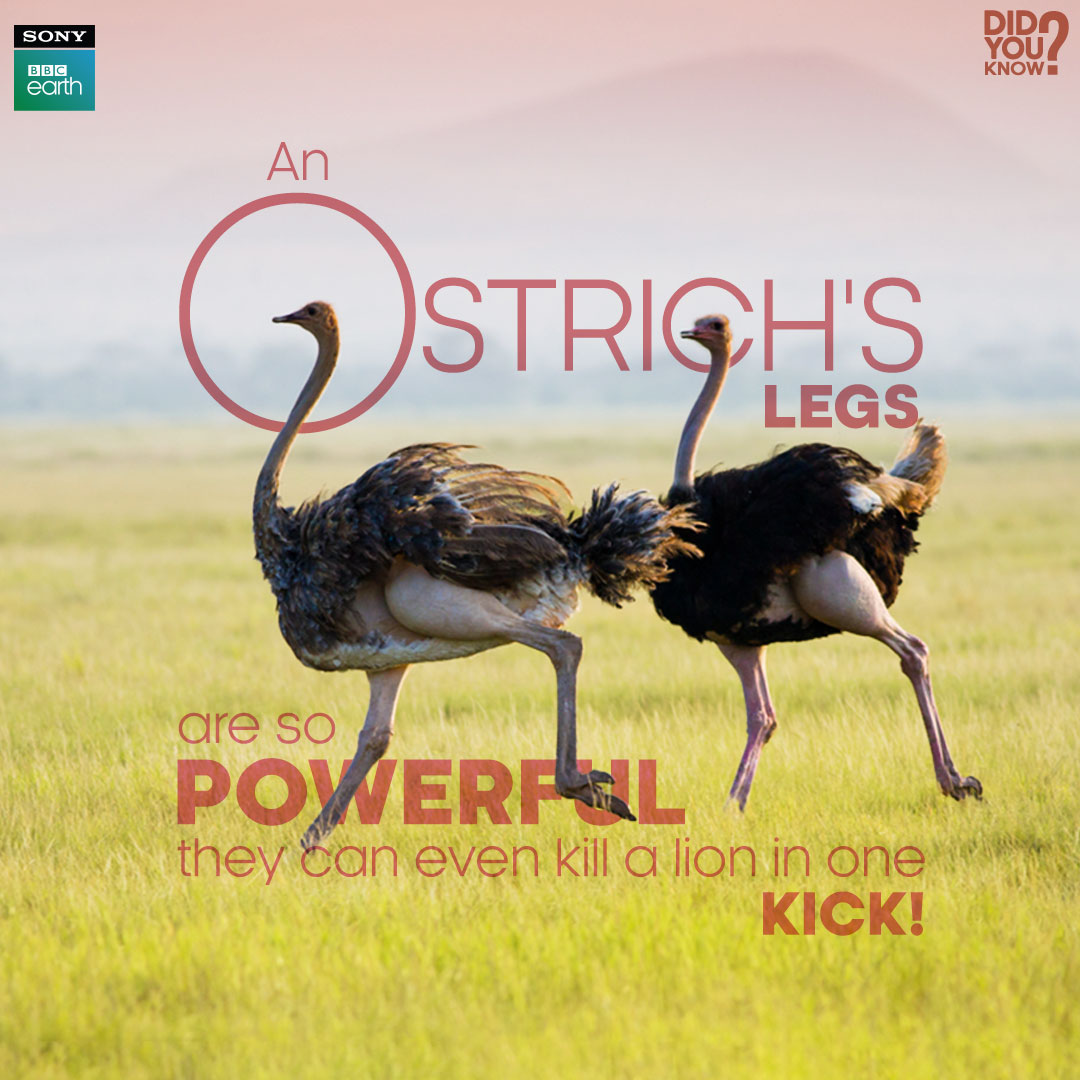 Ostrich Claws Close Up Photo Of Ostrich Legs With Sharp Claws Standing