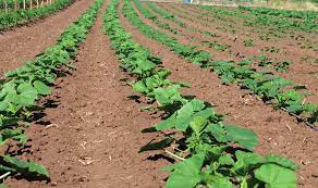 Butternut Production 101 FunFacts - Did you know Butternuts, Cucumbers ...