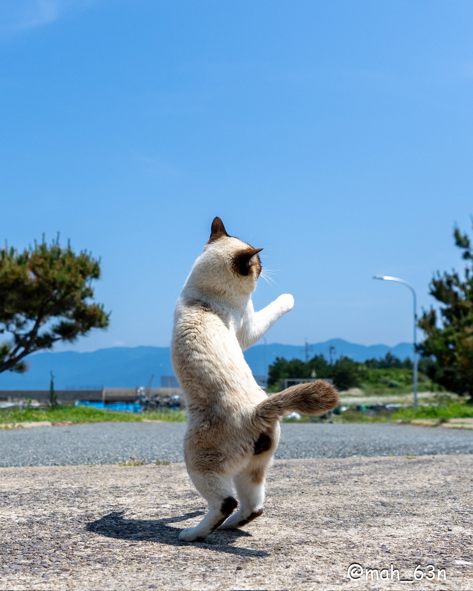 mah//自由猫写真🐈🐾 (@mah_63n) / Twitter