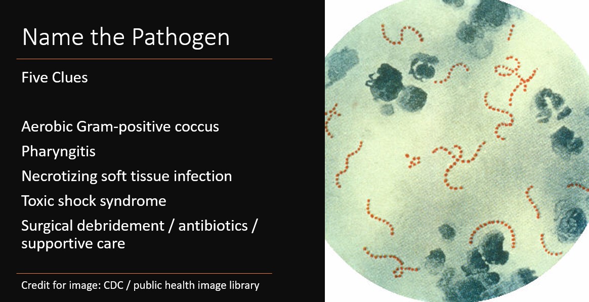 Streptococcal Pharyngitis Gram Stain