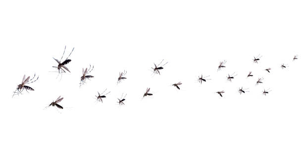 Swarm Of Flies Png