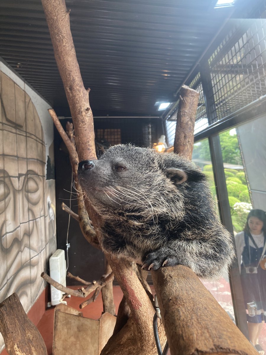 Daily Binturong on Twitter: "Tree slug #WorldBinturongDay"