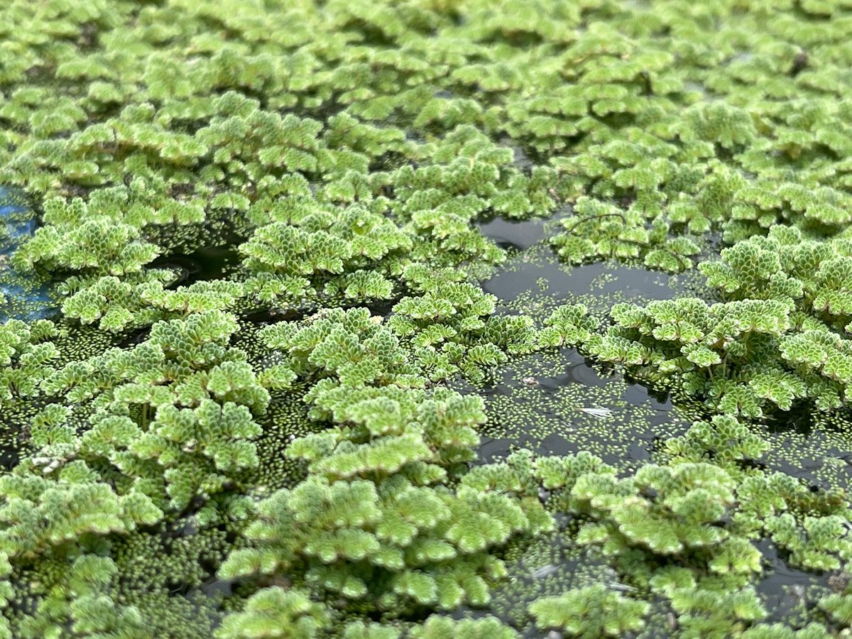 #KilimoTips IFAHAMU AZOLLA. Azolla ni aina ya bleu green algae ambayo ...